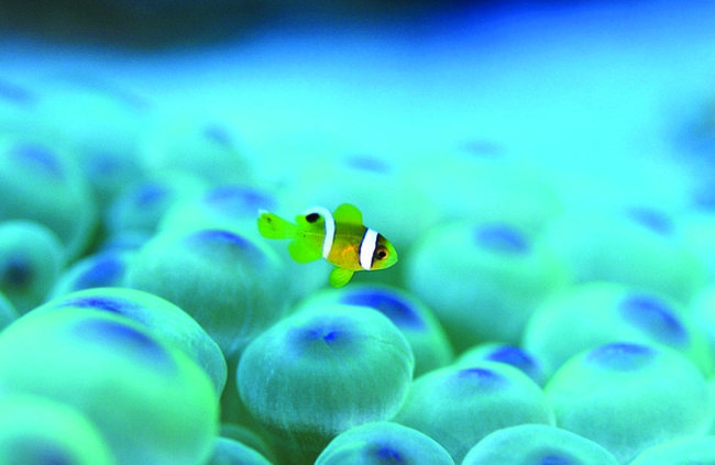 A Little Fish Story… | Rocky Point Times Newspaper