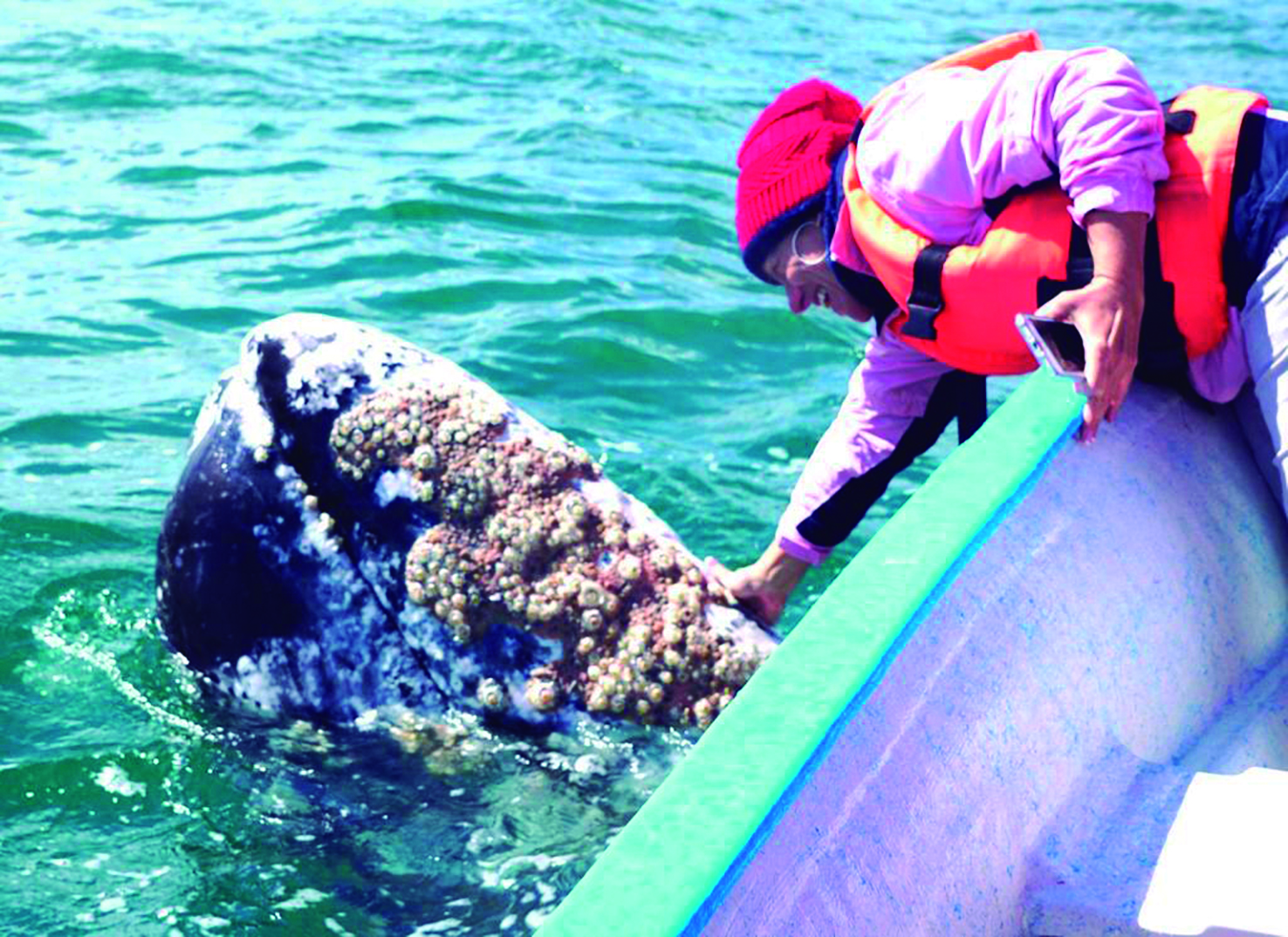 Tony’s Mystic Whale Tours The Experience of a Lifetime | Rocky Point ...