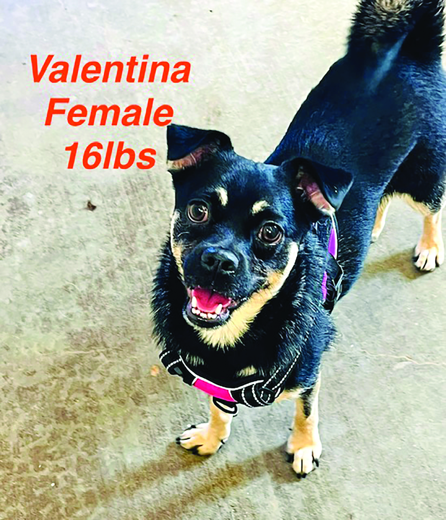 BARB’S DOG RESCUE | Rocky Point Times Newspaper