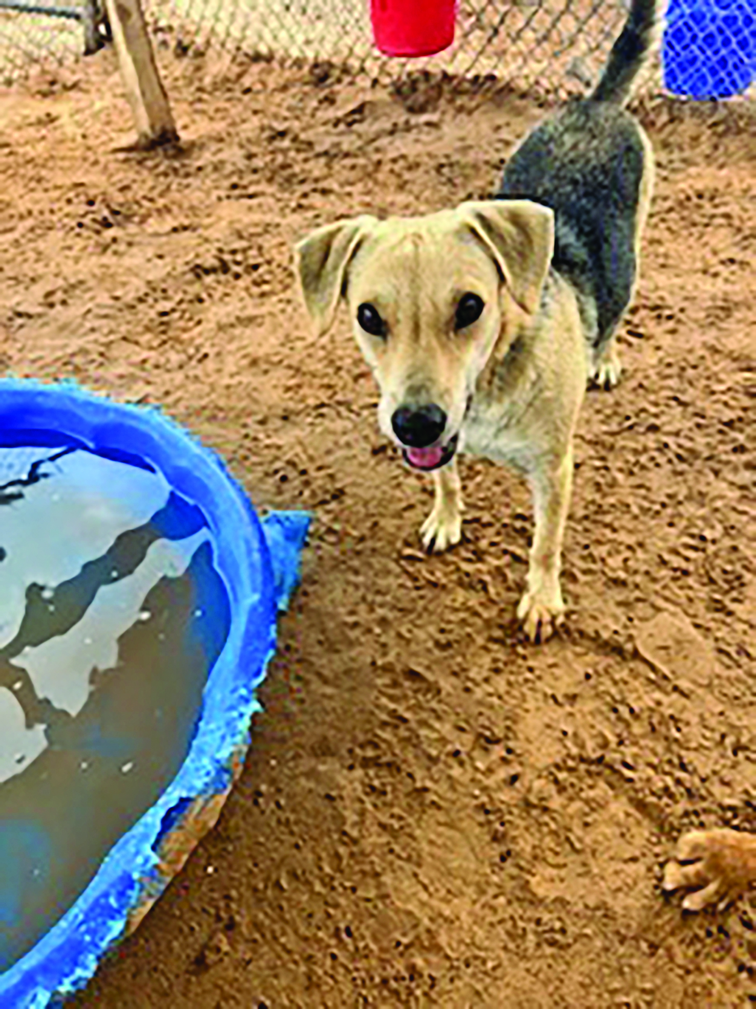 BARB’S DOG RESCUE | Rocky Point Times Newspaper